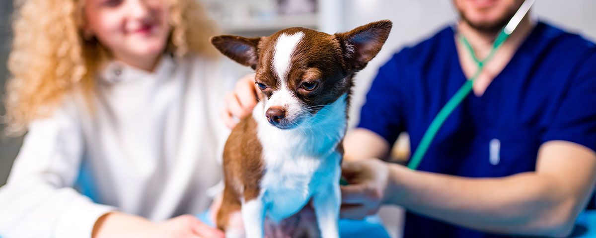 Veterinarian in San Pablo, Berkley, San Francisco | Evergreen Pet Clinic